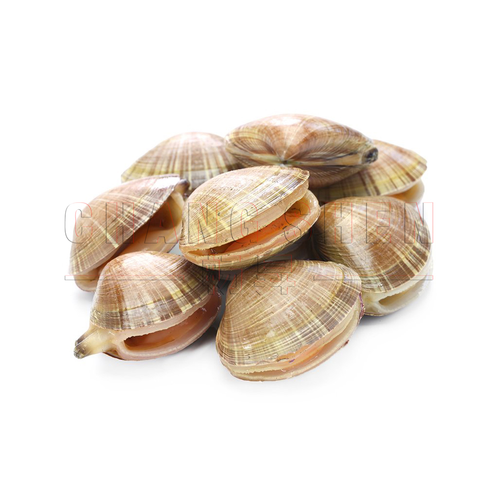Asari Clam | ±500 gm/pkt